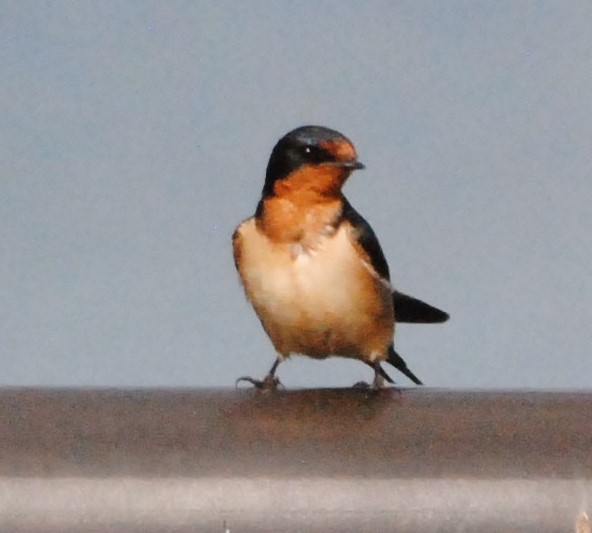 Contact Us – The Center for Genocide Research and Education